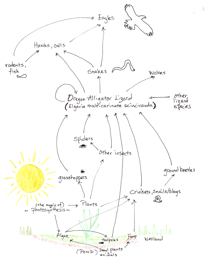 The Oregon Alligator Lizard and his Food Web – NATURAL CONNECTIONS