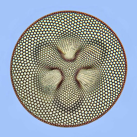 The Mighty Diatom and the Air we Breathe – NATURAL CONNECTIONS