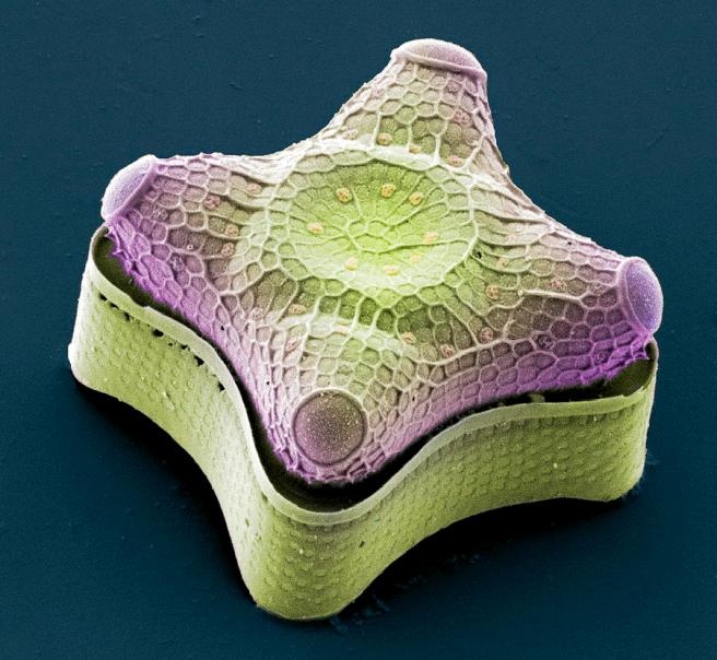 The Mighty Diatom and the Air we Breathe – NATURAL CONNECTIONS