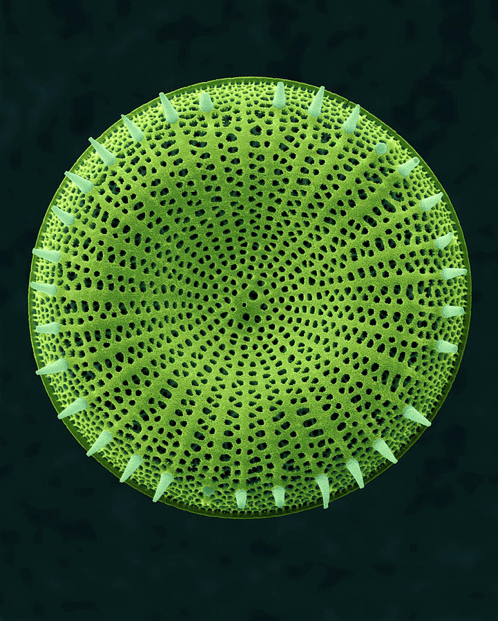 The Mighty Diatom and the Air we Breathe – NATURAL CONNECTIONS
