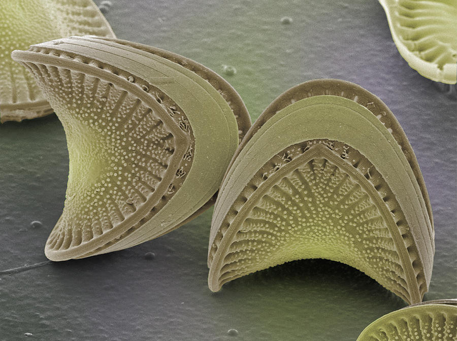 The Mighty Diatom and the Air we Breathe – NATURAL CONNECTIONS