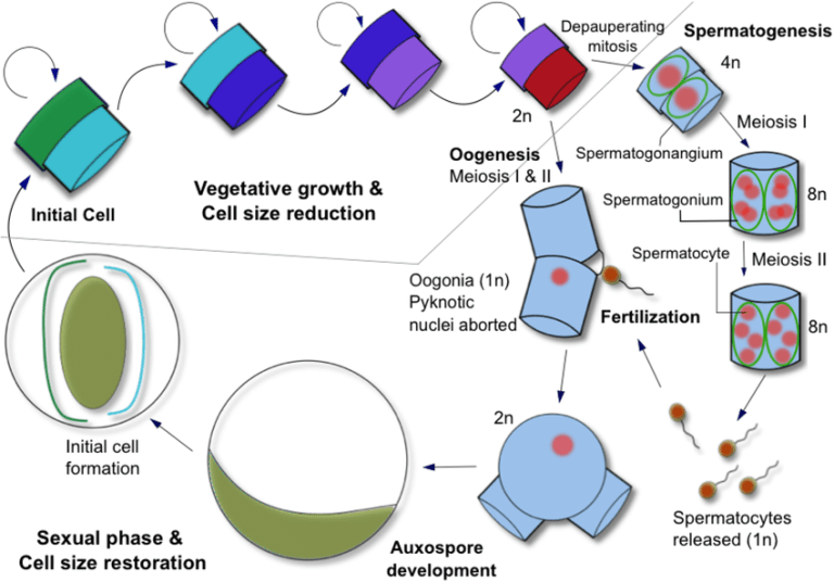 The Mighty Diatom and the Air we Breathe – NATURAL CONNECTIONS