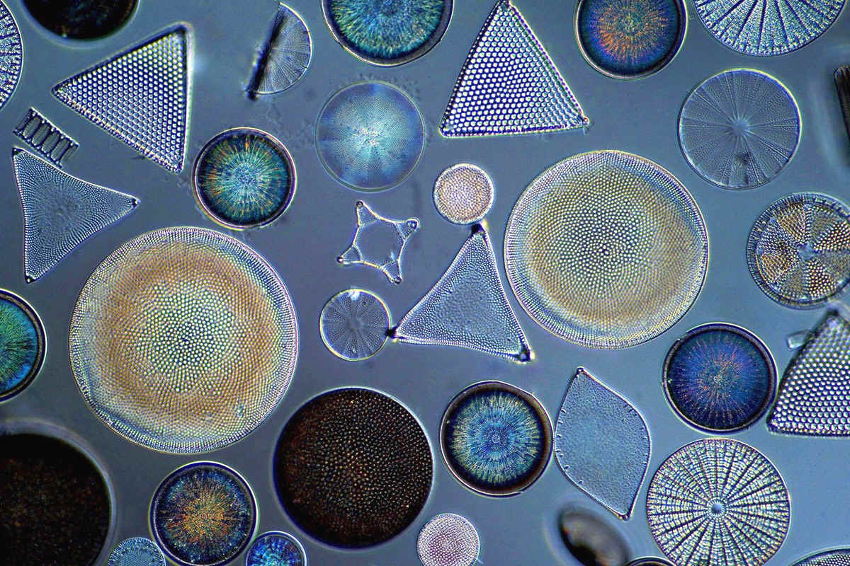 The Mighty Diatom and the Air we Breathe – NATURAL CONNECTIONS